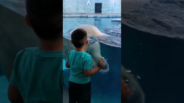 2020г. Белый мишка