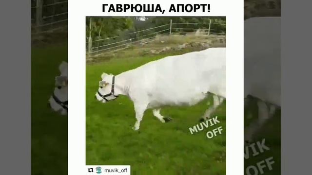 Игривый гаврюша