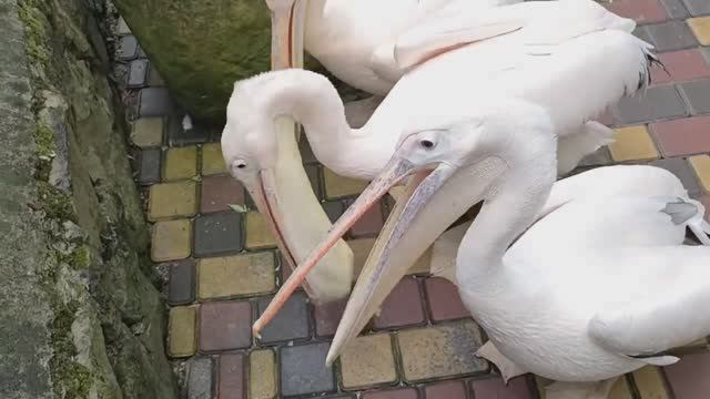 Парк львов Тайган. ЗООПАРК СКАЗКА ЯЛТА. НА МЕНЯ НАПАЛИ ПЕЛИКАНЫ. Олег Зубков. (1 часть).