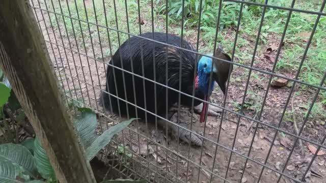 Борнео. Зоопарк. Птицы