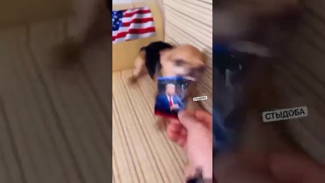 Кто после этого скажет, что животные ничего не понимают