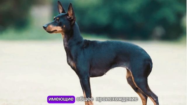 Английский тойтерьер