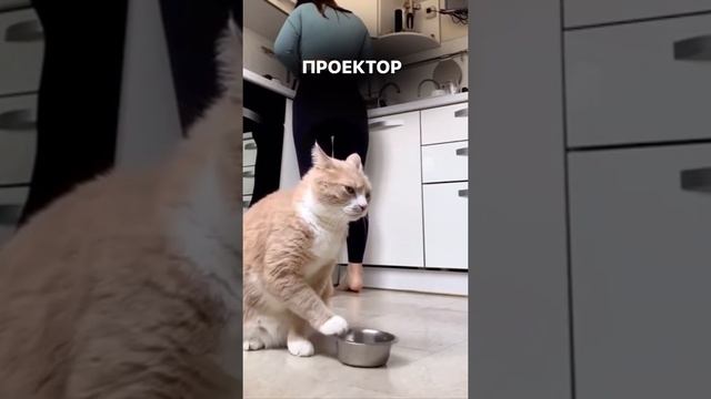 Энергетические типы в Дизайне Человека на примере котиков