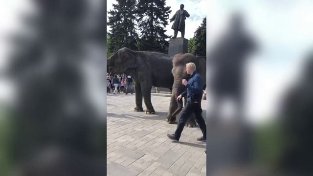 «Память книга оживит. История Дона» 2022 1-й этап Любовь Волошинова «Слон Булька…» Отрывок