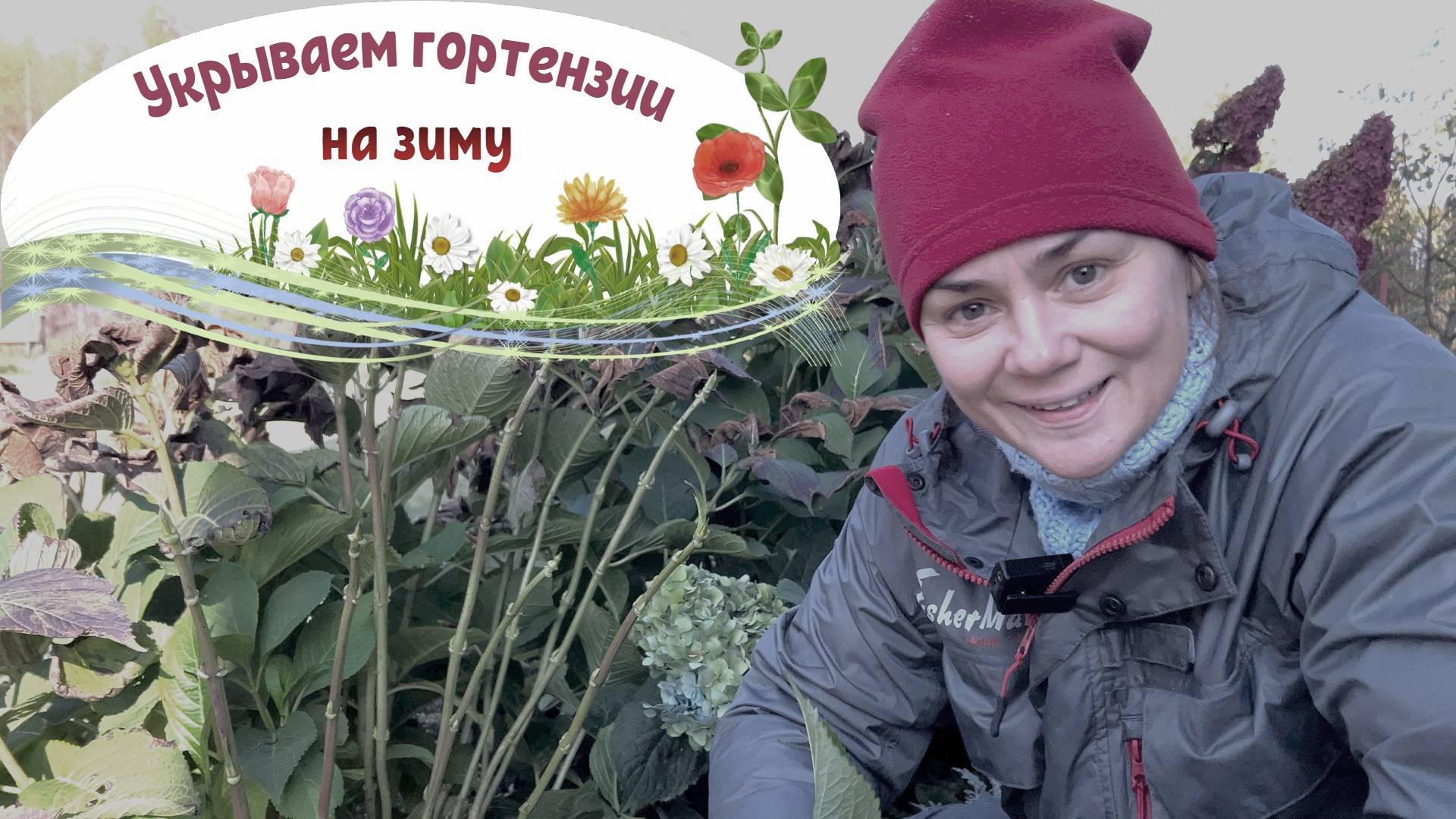 Готовим гортензию к зимовке.