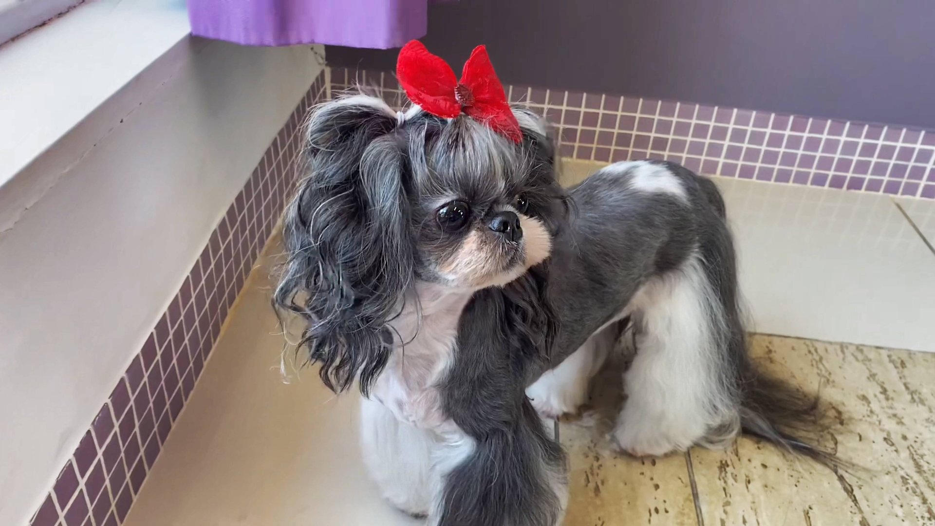 Стрижка для ши-тцу в азиатском стиле