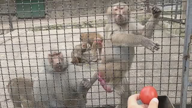 Парк львов Тайган. ЗООПАРК СКАЗКА. СОСЕДСКИЕ РАЗБОРКИ ОБЕЗЬЯН. Олег Зубков. (2 часть)