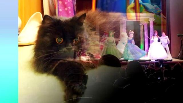 «Память книга оживит. История Дона» 2022 1-й этап Любовь Волошинова «Кошка по имени Сильва» Отрывок