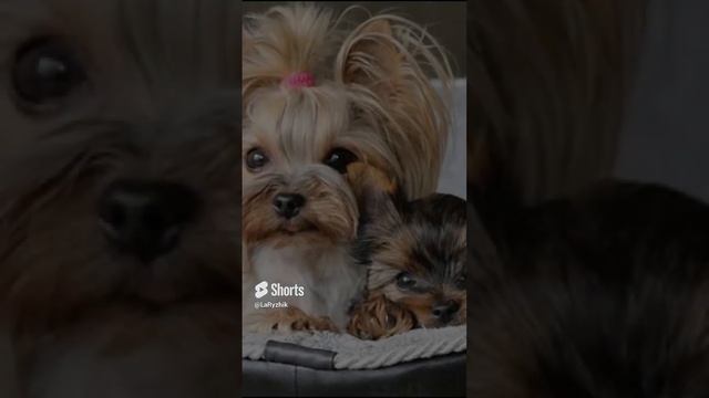 Йоркширский терьер мини  #собака#dog #puppy #LaRyzhik #породысобак #породы #маленькие #декор #кварти