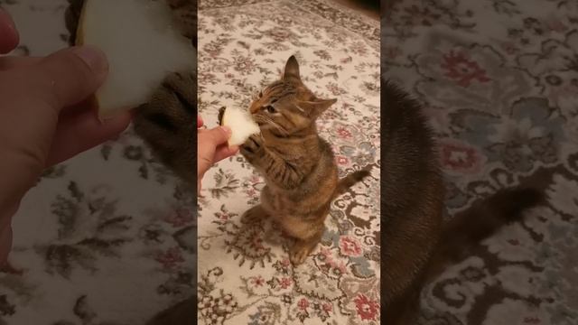 2021г. Слива с дыней.mp4