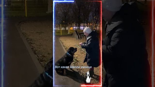 Вот какая Шелли умница!