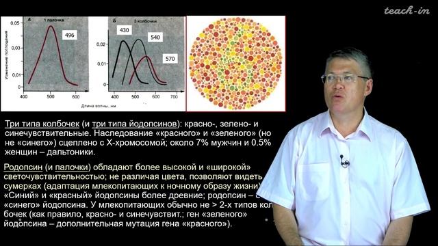 100 часов школьной биологии. Анатомия и физиология человека - Дубынин Вячеслав Альбертович