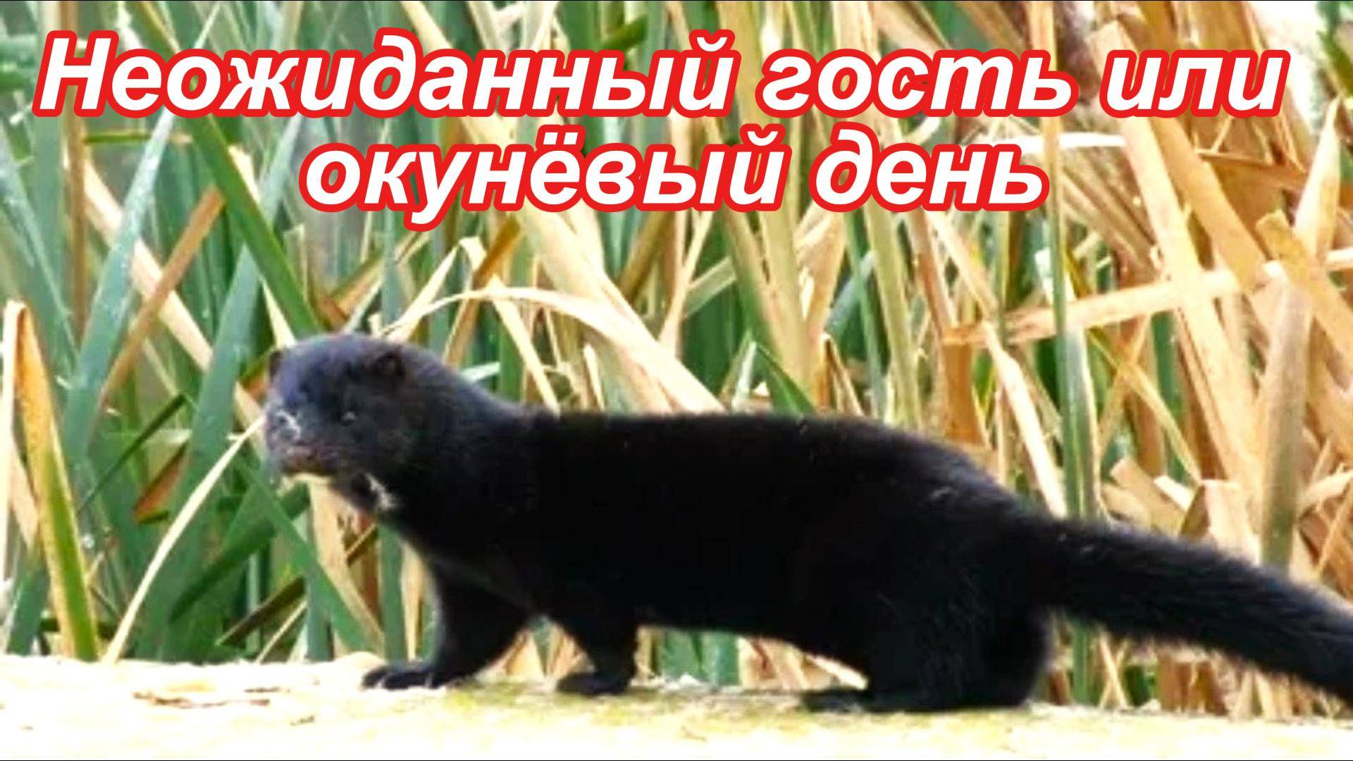 Клев крупного окуня. Пришла смелая норка посмотреть на рыбалку.