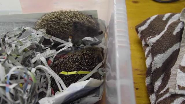 Volunteering_theUK_beehive5-culture-video-unit-10