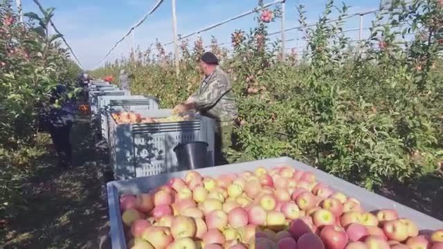 Дневник Агронома №19