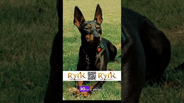 Английский терьер #собака #dog #puppy #LaRyzhik #породысобак #породы #маленькие #декор #кварти #исто