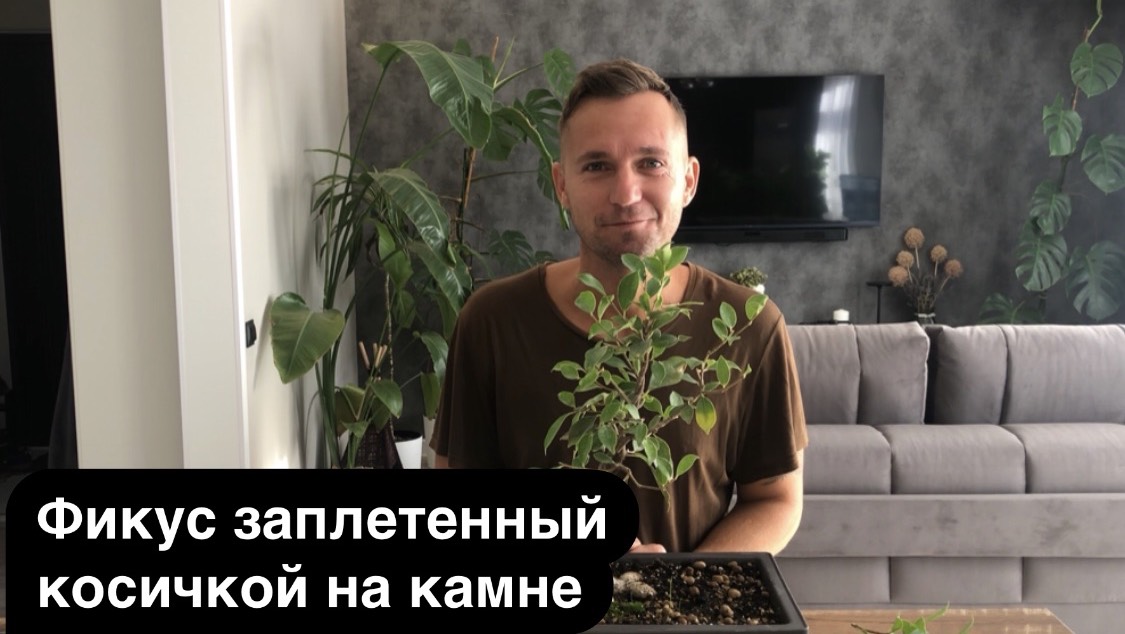 Фикус заплетенный косичкой на камне  осеняя  обрезка #сезонконтентаRUTUBE