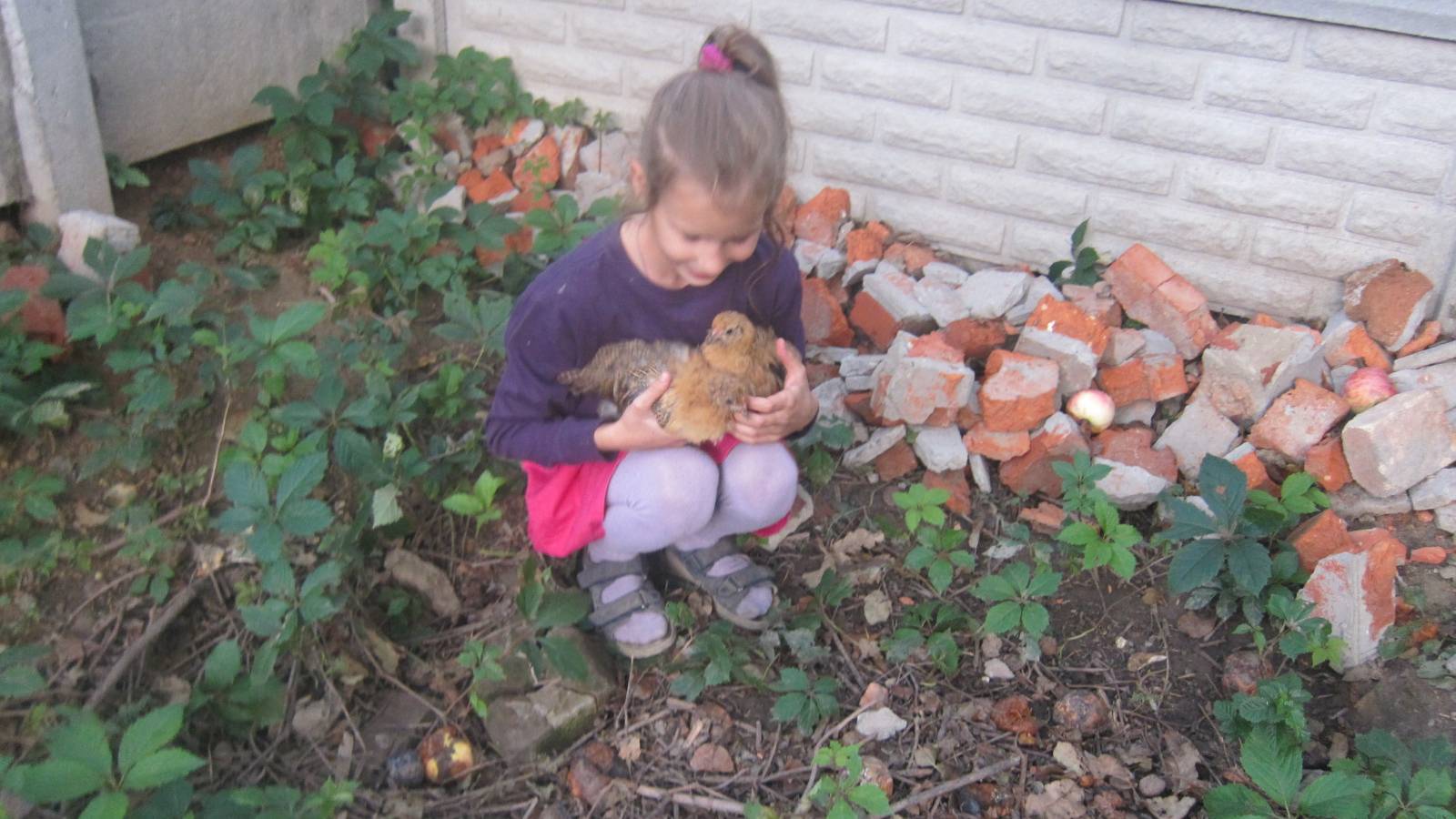 как я завожу своих цыплят