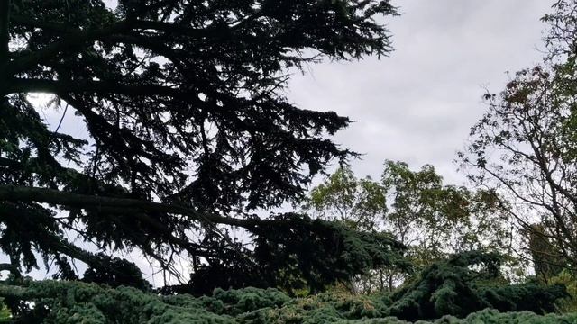 Ялта Крым Бал хризантем