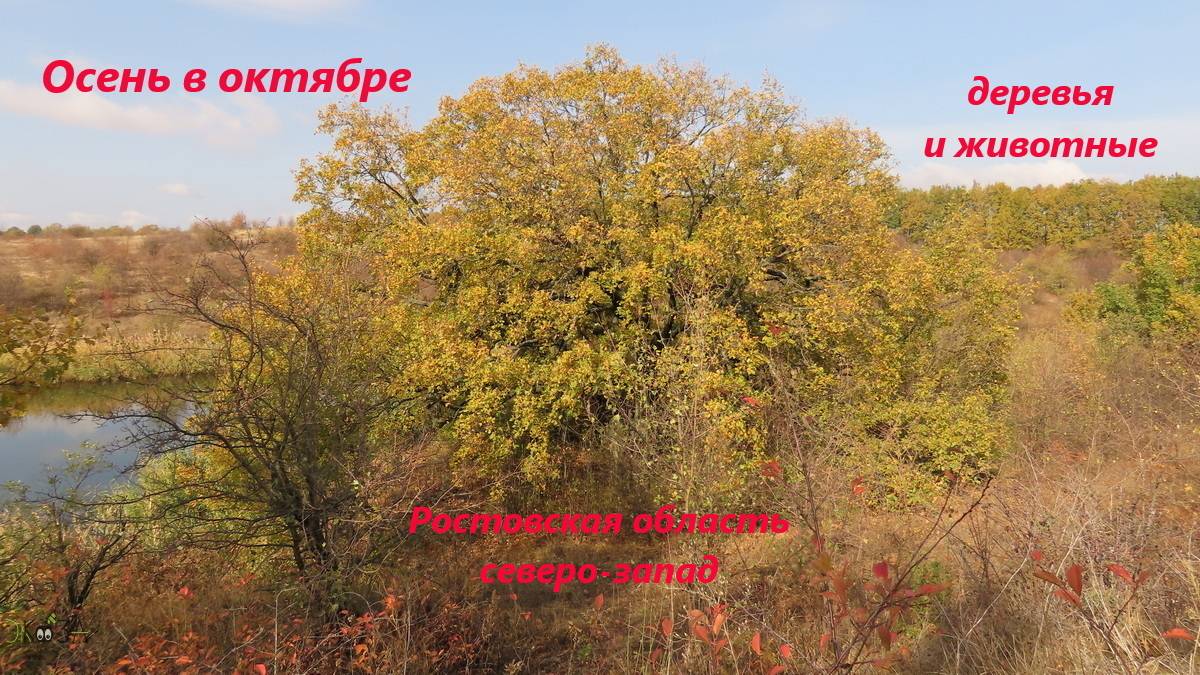 Октябрь в Ростовской обл. Дубы, скумпия, вязы. Эрвения. Косули, дятлы, камышница, ворон, синица.
