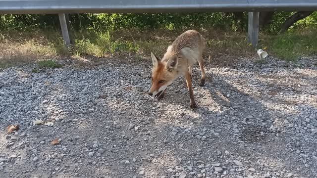 Накормили охромевшего лисовина, теперь подлечиться и будет ему счастье!
