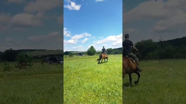 Казаки и их верные спутники: любовь к лошадям на протяжении веков