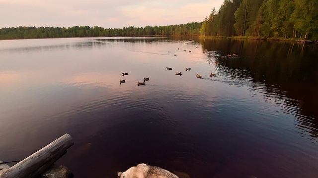 Вечер на ламбушке