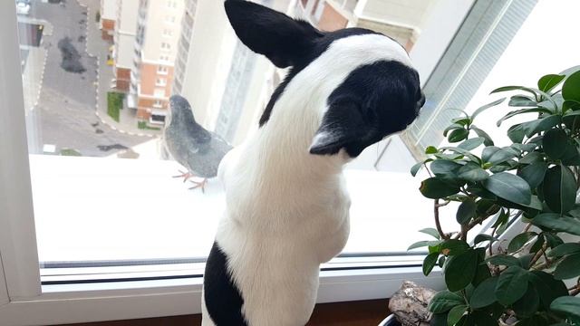 ЧИХУАХУА ПРИКОЛ С ГОЛУБЕМ