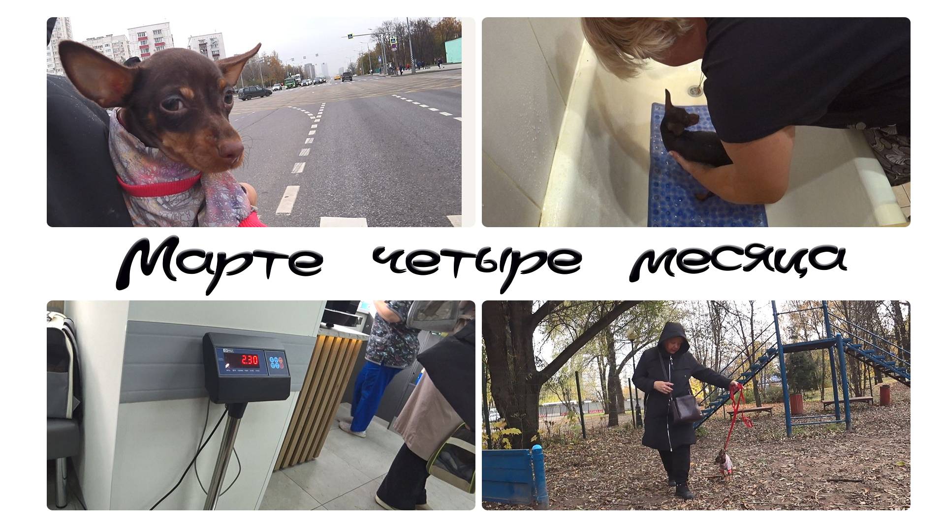 Нашему щенку Русского тоя Марте 4 месяца