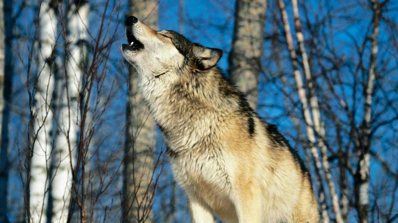 Stalker Online  Волки у заповедника).