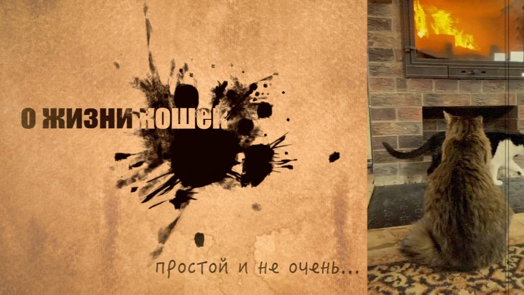 кошки Парахода