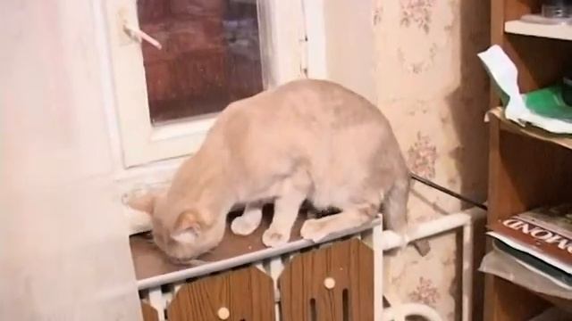 Кот больной