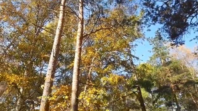 Настроение  осень