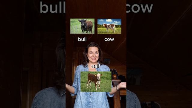 Они их тоже так называют  #английскийязык