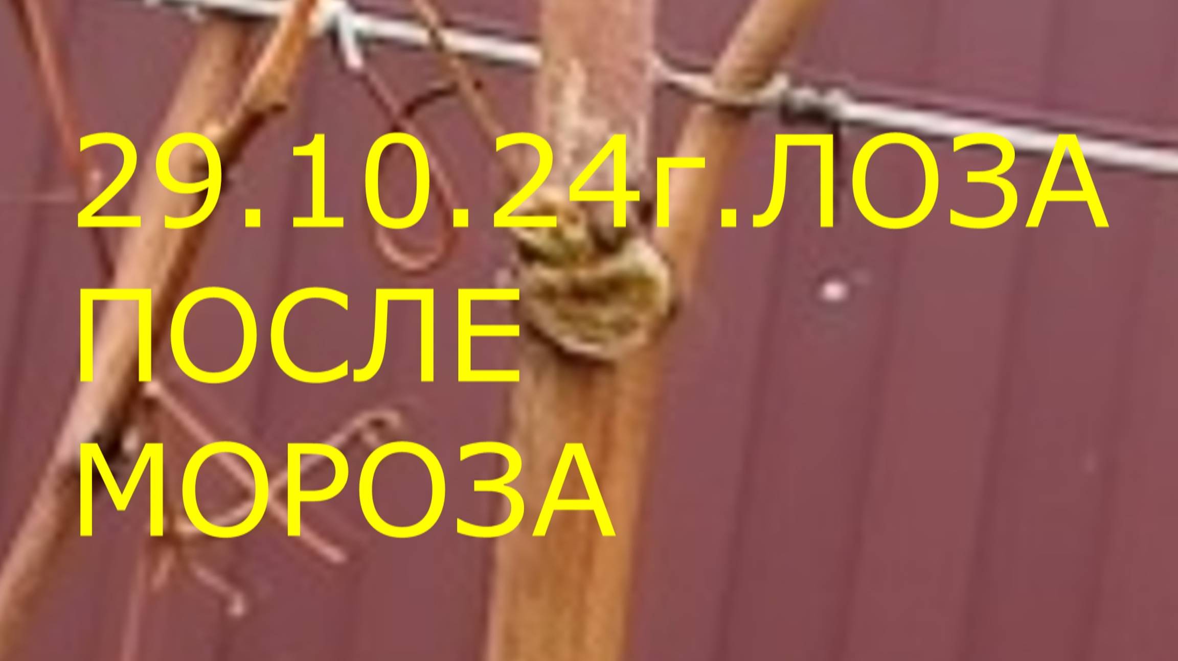 29.10.24г.Спустя три дня после мороза.