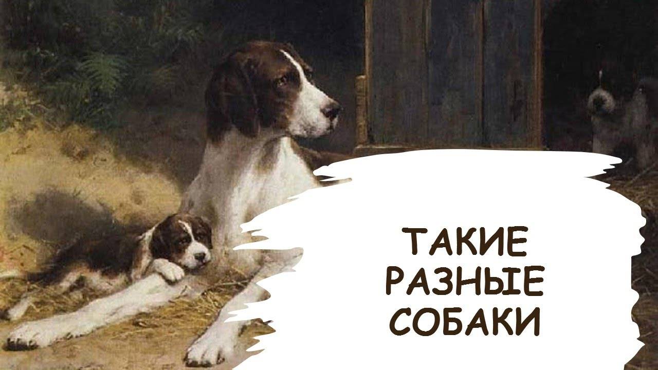 Такие разные собаки
