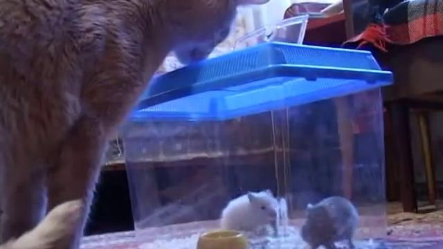 Кот и мыши