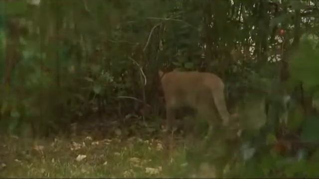 Кот-Хозяин поместья