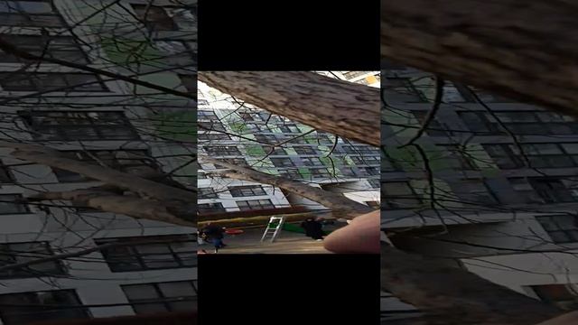 Сидим на дереве!