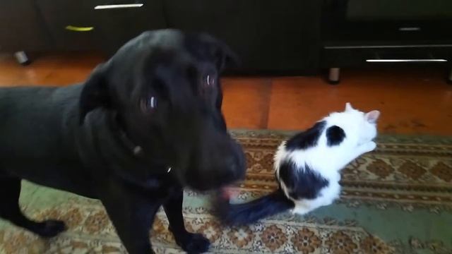 Сучка лижет киску | Скетч