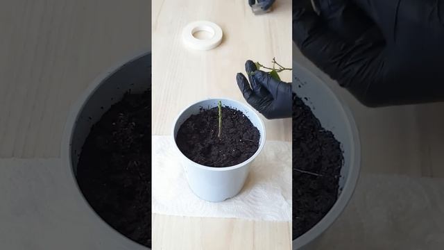 Прививка МАНДАРИНА, выращенного из КОСТОЧКИ