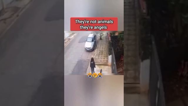 собака спасает