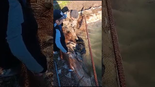 Маточник Линя