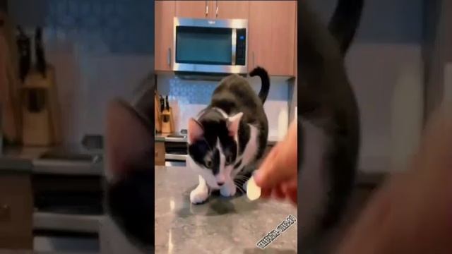 Любитель монет