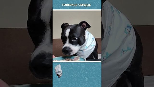 Говяжье сердце! Оценка от стаффи 🍽️ #повар #рецепт #собака #кухня #сердце #говядина #животные