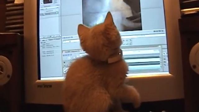 Кот и Великий Немой