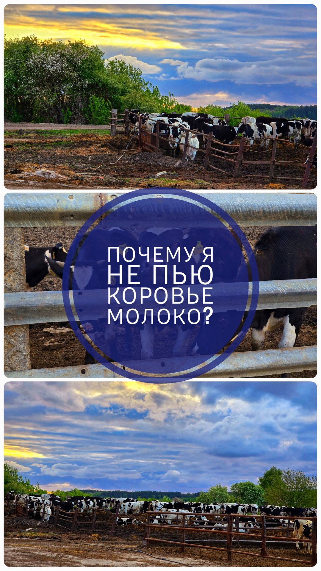 Почему я не пью коровье молоко? #зож #шортс #пп #казеин #безмолока