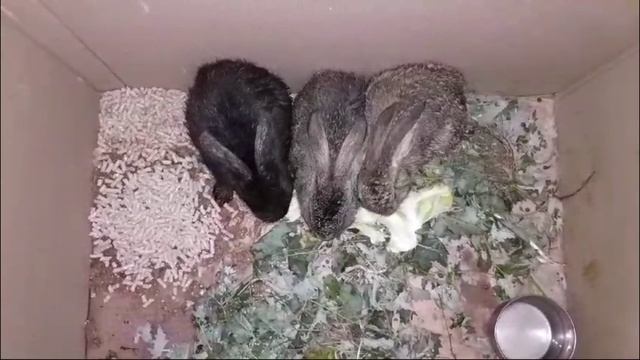 Алиса бросила крольчат