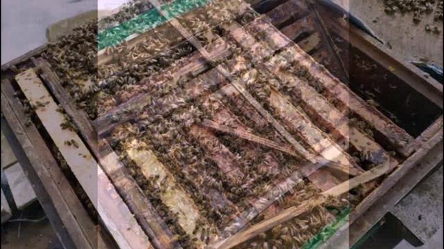 Поговорим о пчелах_241024