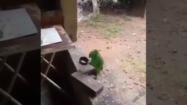 Зелёному больше не наливать